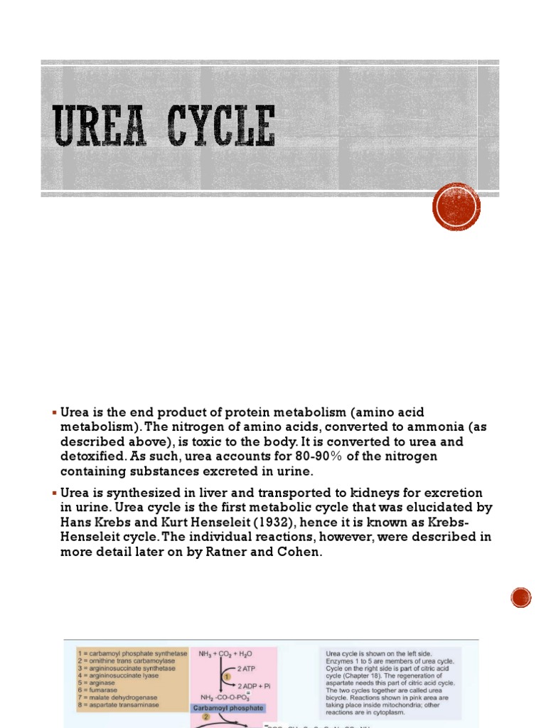 Urea Cycle | PDF | Biomolecules | Biotechnology