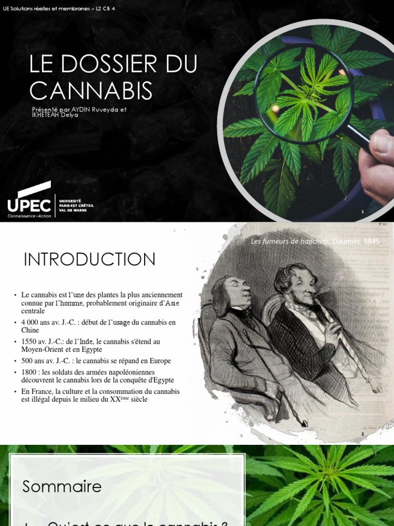 Exposé Cannabis Présentation | PDF