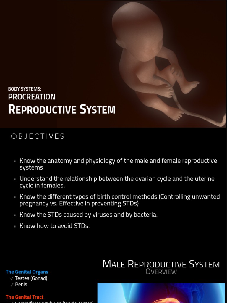 Reproductive System Anatomy & Health Guide | PDF | Menstrual Cycle ...