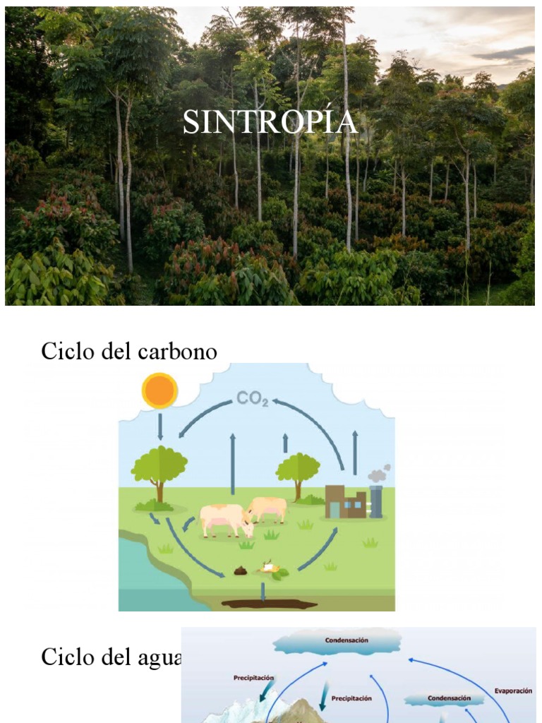 SINTROPÍA | PDF | Hogar, jardinería y bricolaje | Ciencia y matemáticas