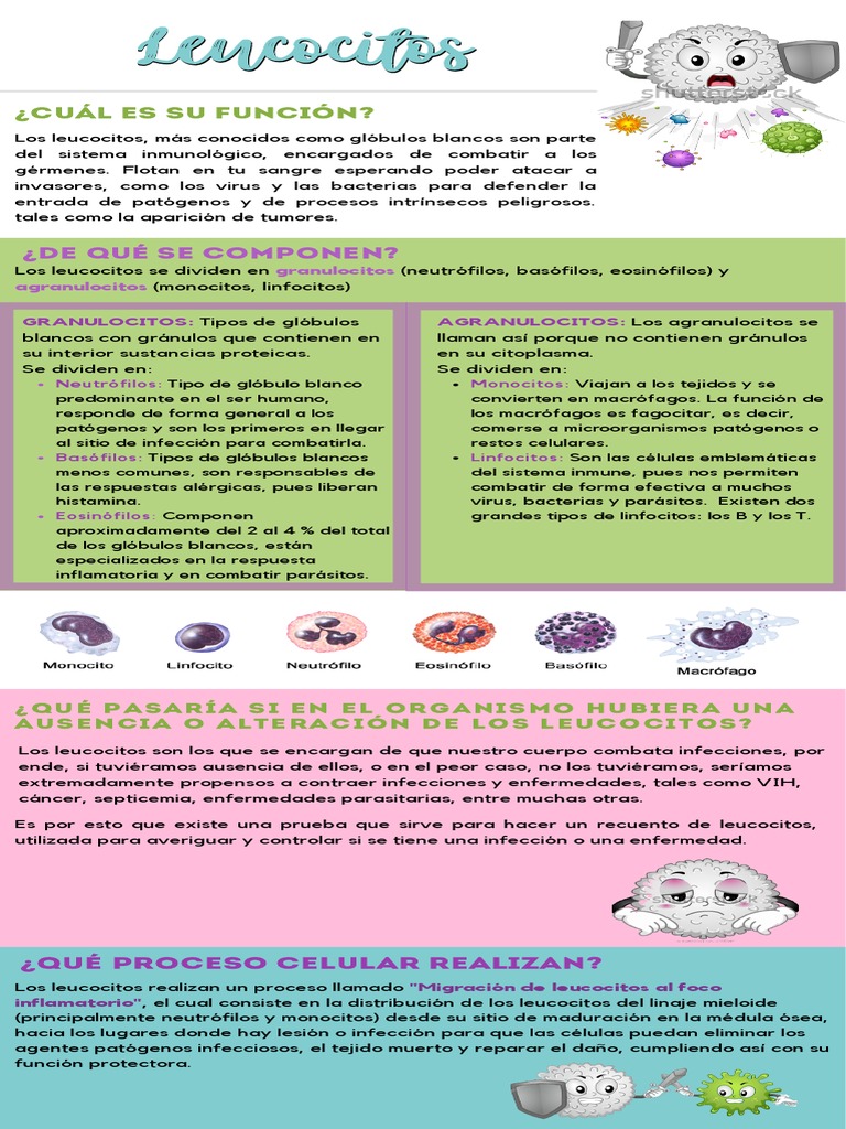 infograf-a-leucocitos-pdf-leucocito-infecci-n