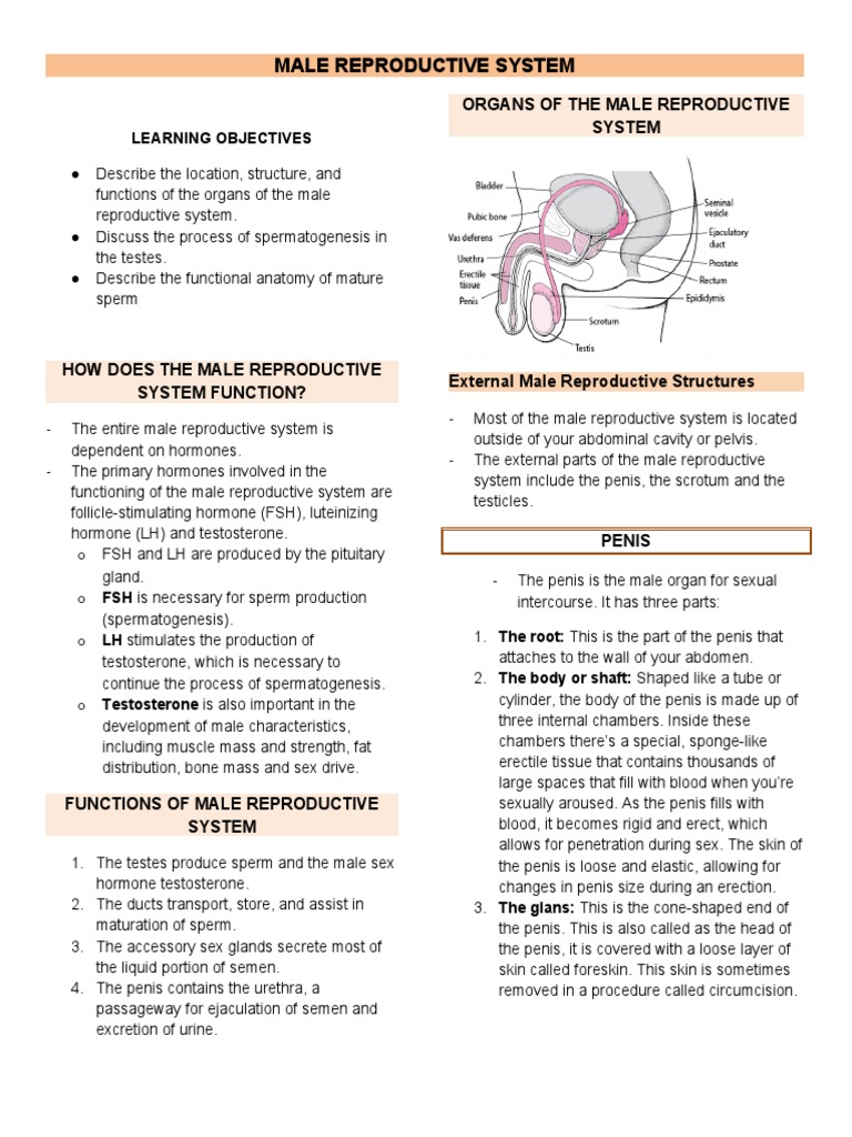 Male Reproductive System | PDF