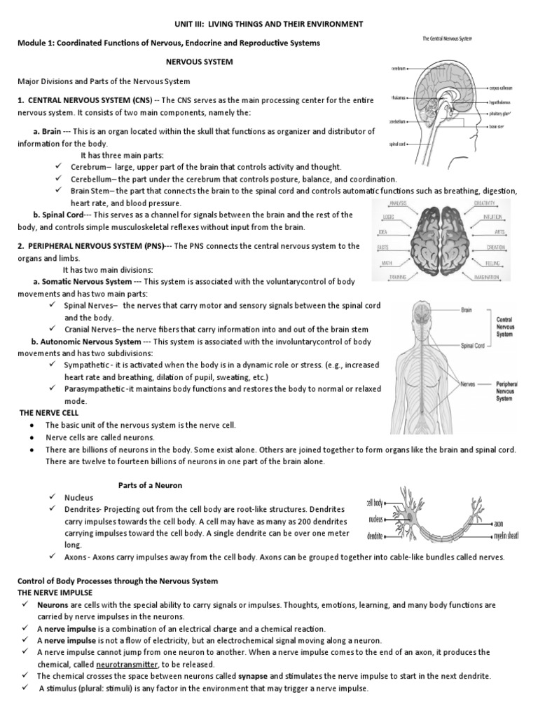 Coordinated Functions of Nervous, Endocrine and Reproductive Systems ...