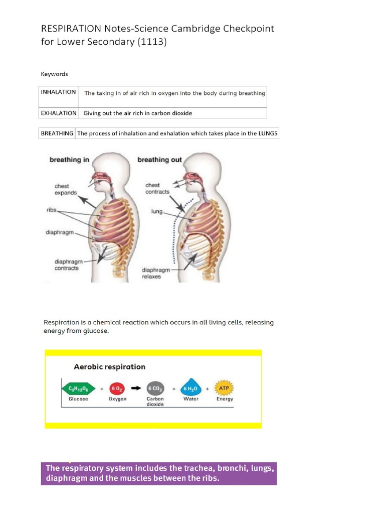 Human Respiratory System Note-Science Secondary Checkpoint | PDF