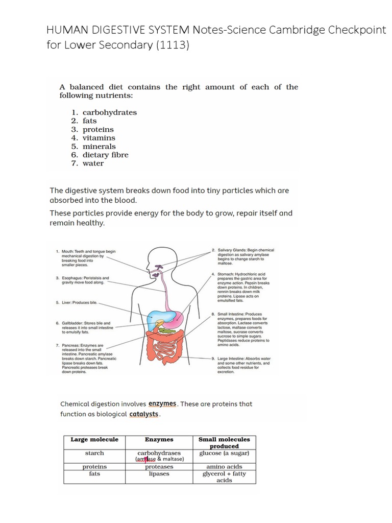 Human Digestive System - Notes-Science Secondary Checkpoint | PDF