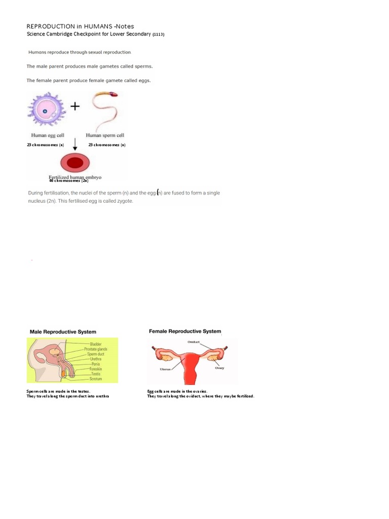 Reproduction in Human notes-SCIENCE SECONDARY CHECKPOINT | PDF