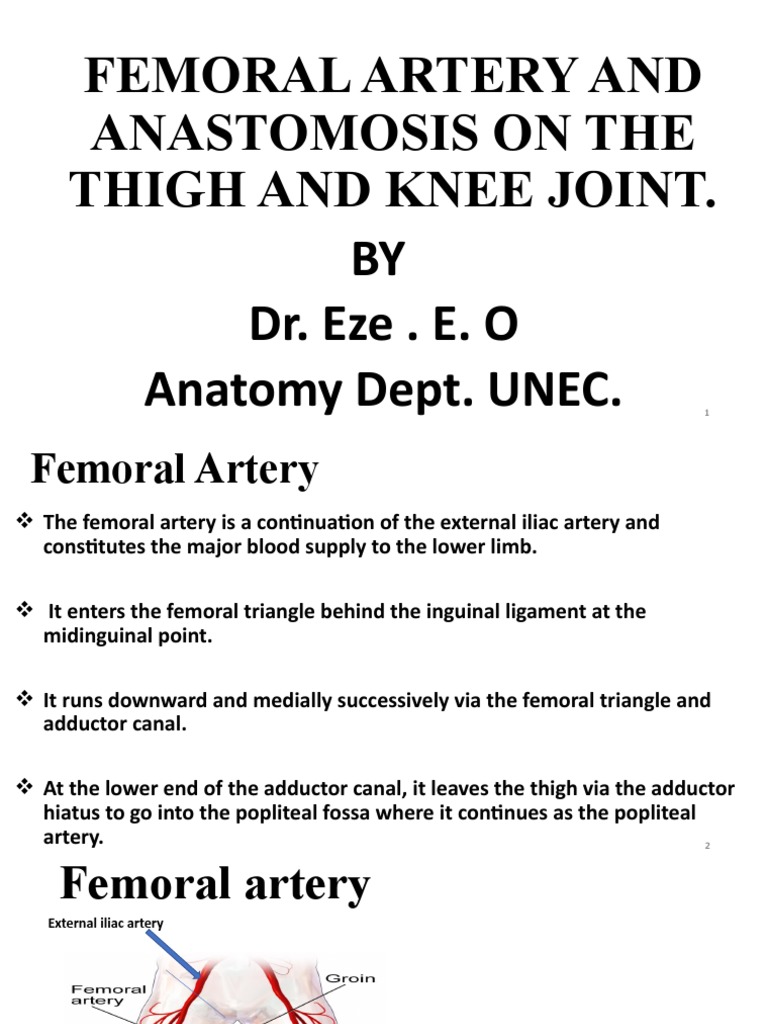 Femoral Artery Anatomy and Course | PDF