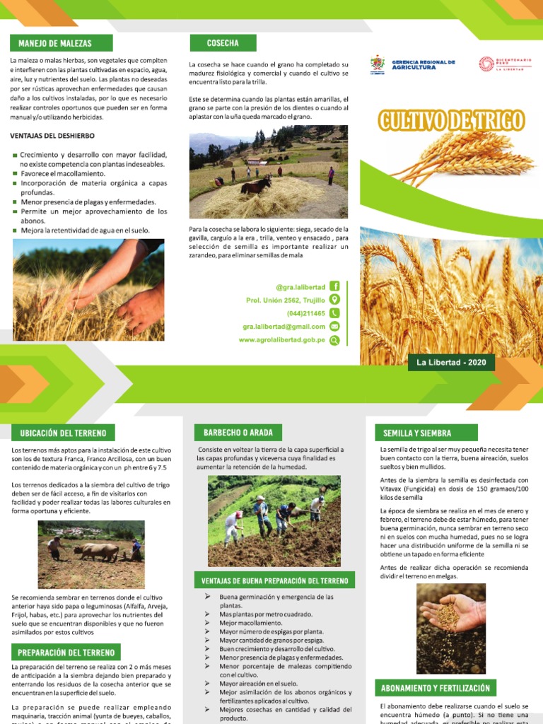 Triptico - Trigo | PDF