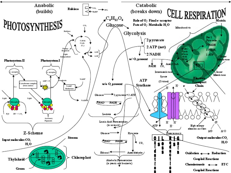 Cellular Respiration Flowchart | PDF | Cellular Respiration | Adenosine ...