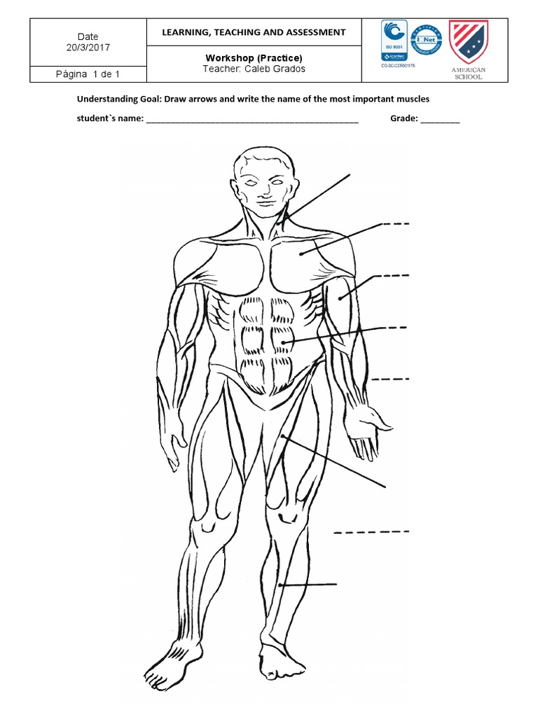 Muscular System | PDF