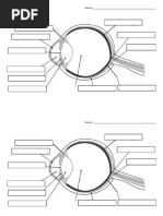Cow Eye Dissection Worksheet (Answers) | PDF