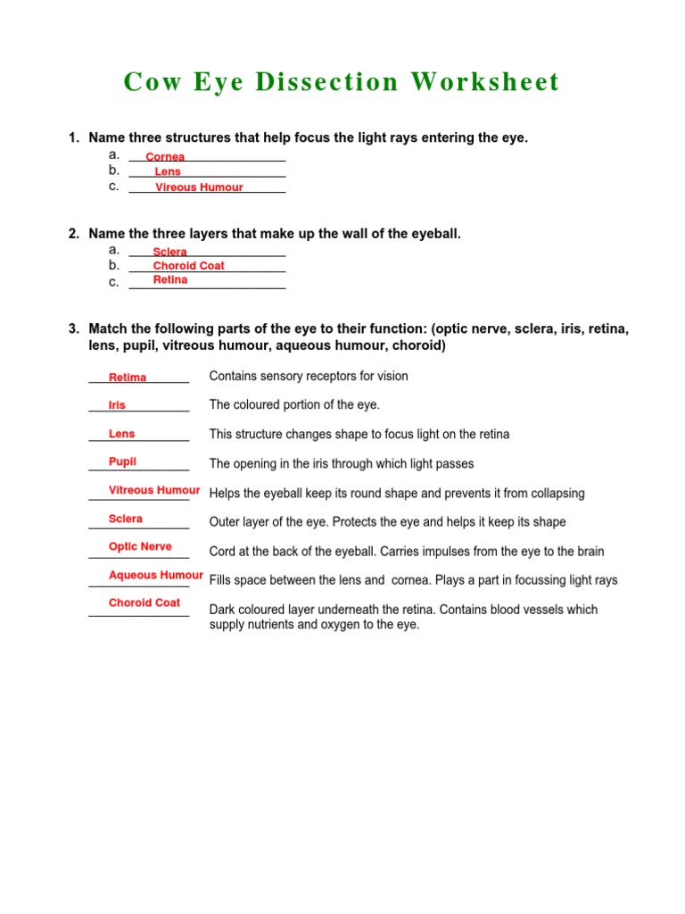 Cow Eye Dissection Worksheet (Answers) | PDF
