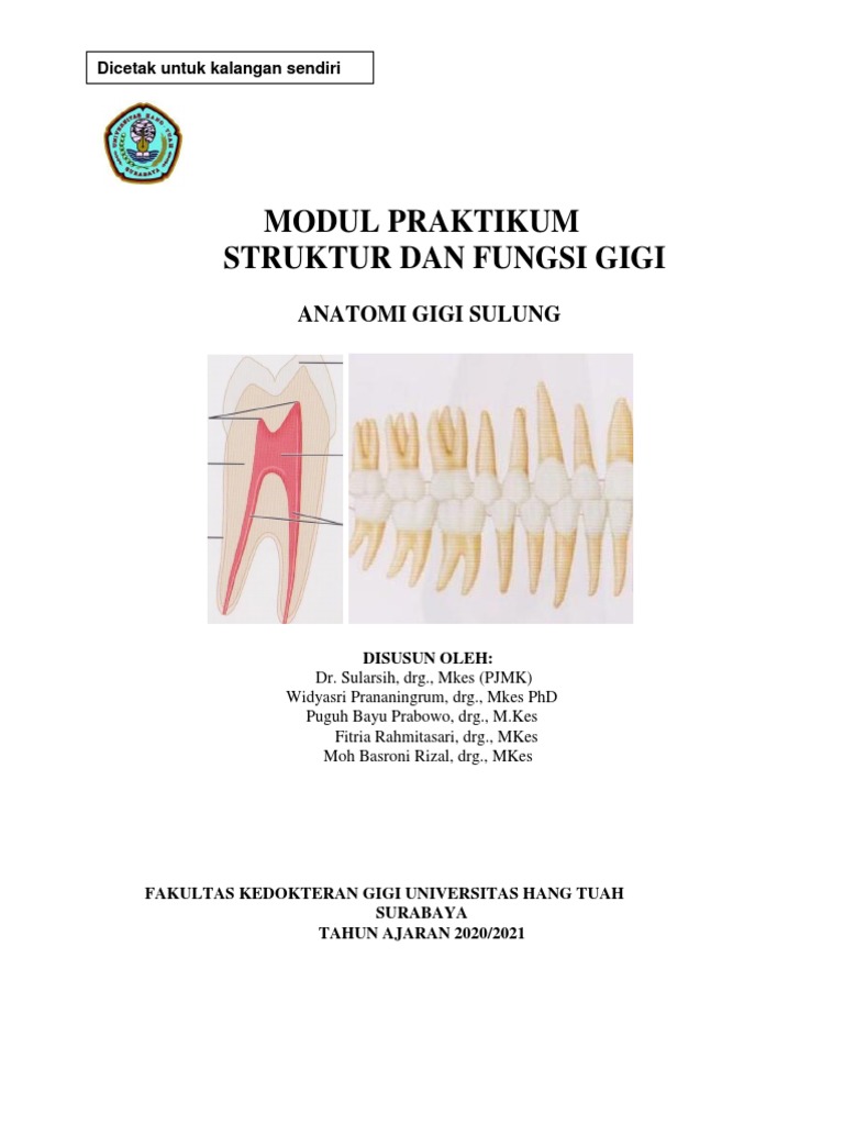 Anatomi Gigi Sulung dan Perbandingannya | PDF