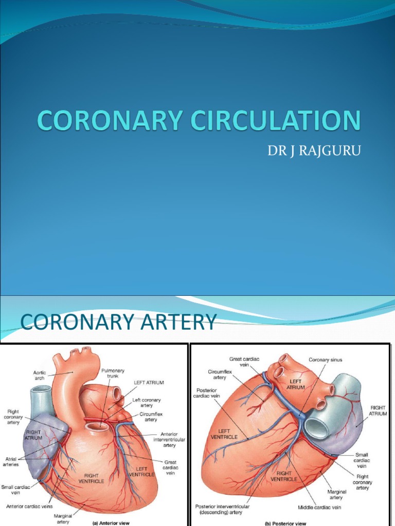 Coronary Circulation | PDF