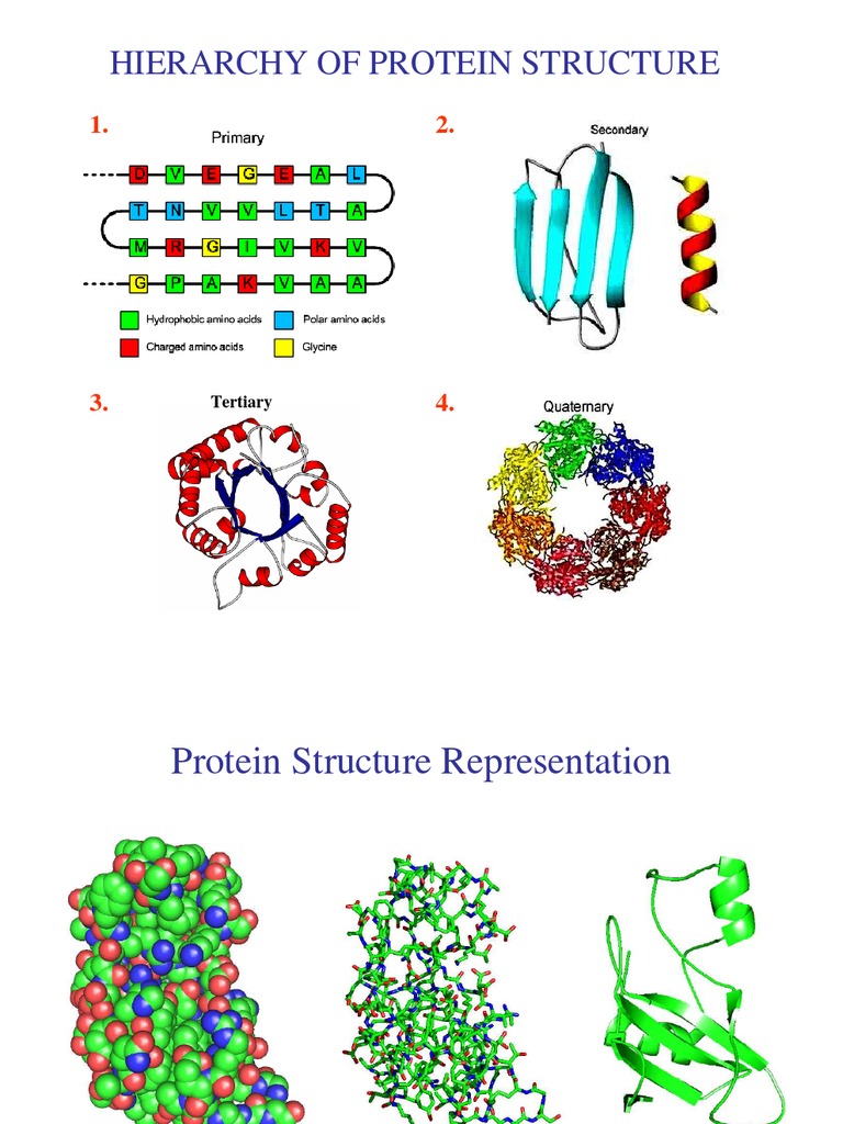 Protein Structure | PDF | Beta Sheet | Alpha Helix