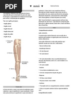 11- Região Poplítea | PDF | Joelho | Anatomia humana