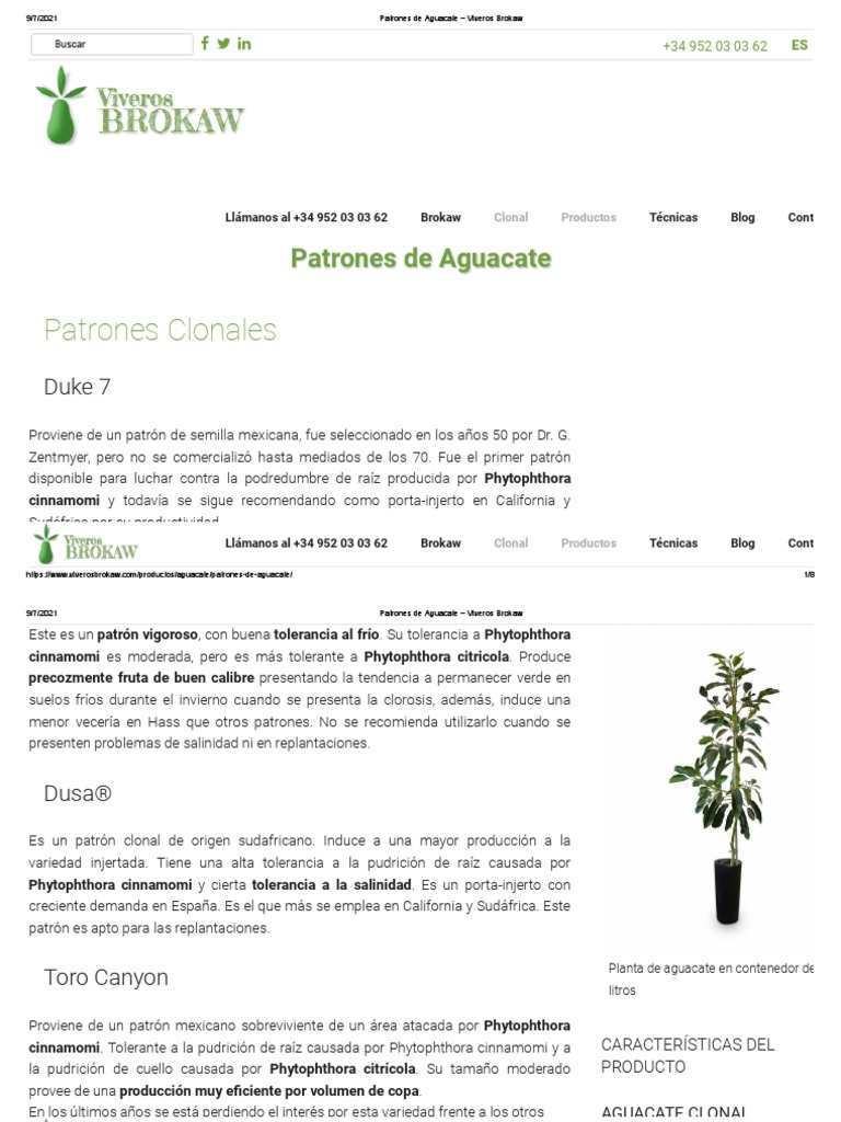 Patrones de Aguacate - Viveros Brokaw | PDF | Aguacate | Agricultura