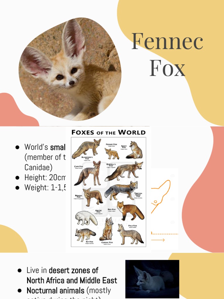 Fennec Fox: Adaptations and Life Cycle | PDF