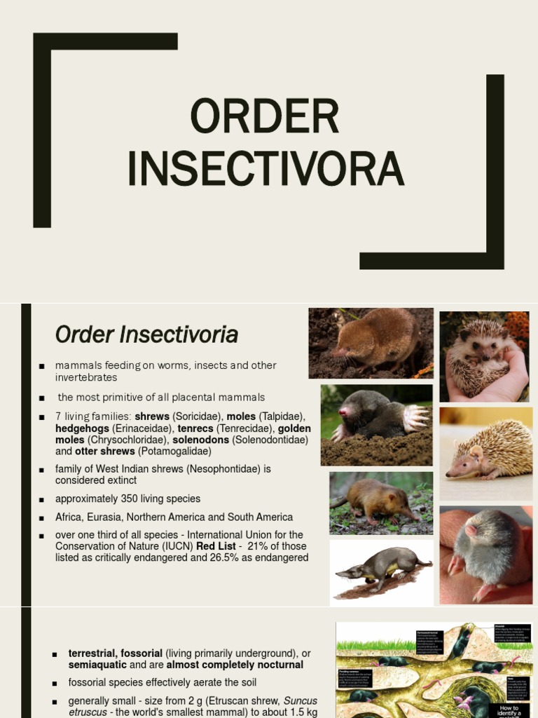 Order Insectivora Biology Presentation | PDF