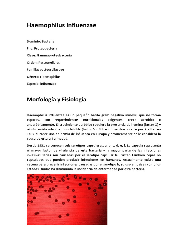 Haemophilus Influenzae | PDF | Medicina CLINICA | Microbiología