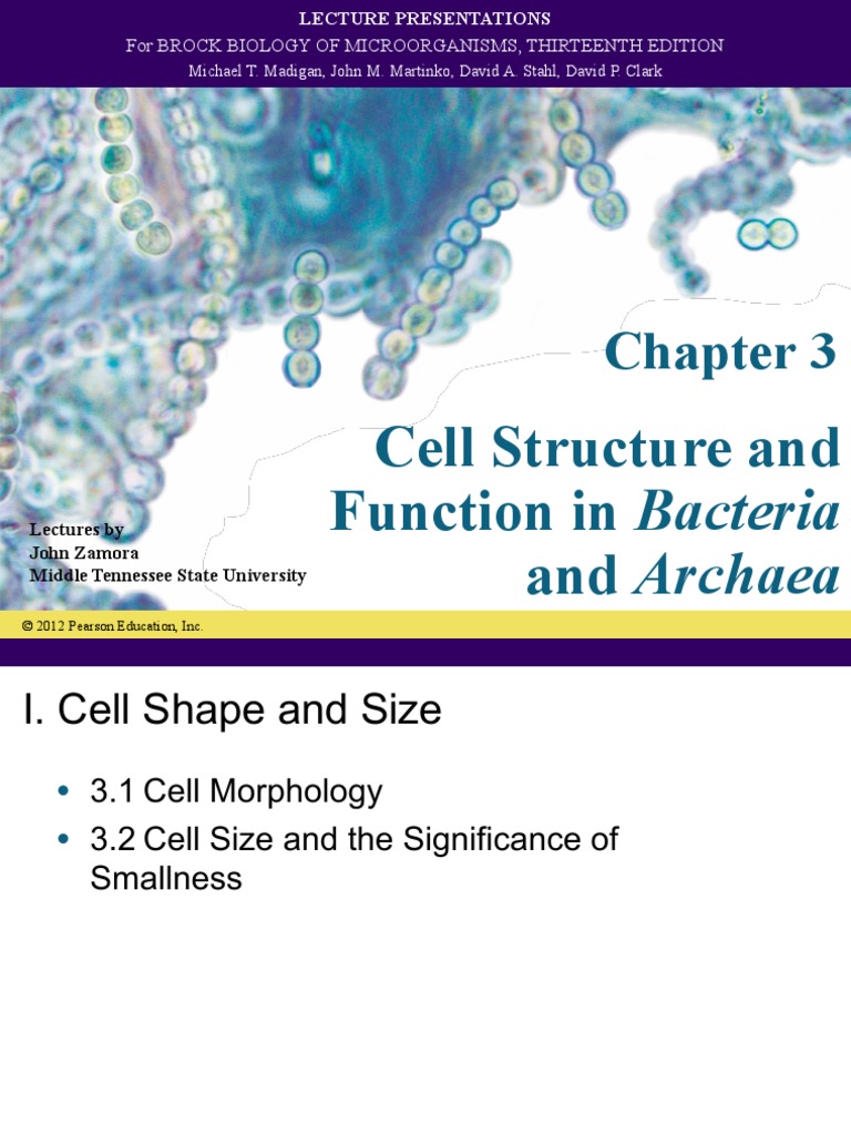 Microbial Structure | PDF | Cell Membrane | Cell Wall