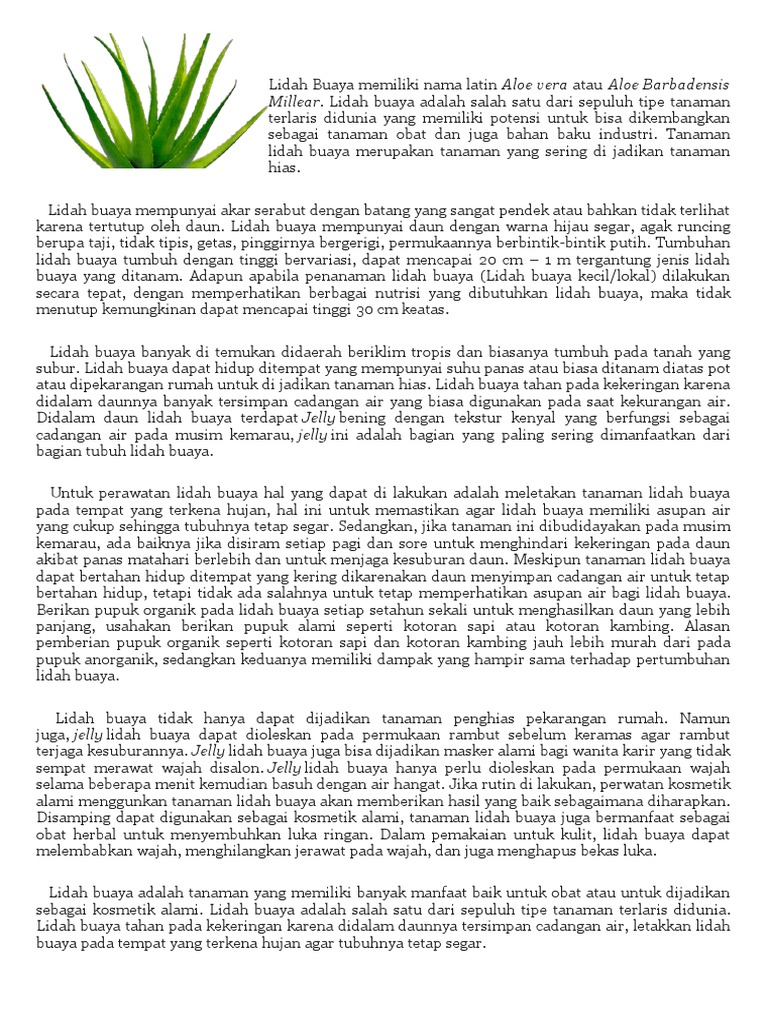 Lidah Buaya Memiliki Nama Latin | PDF