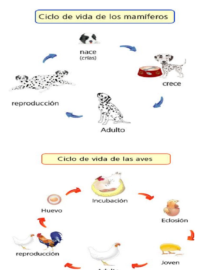 Ciclo de Vida de Los Mamífeeros y Aves | PDF