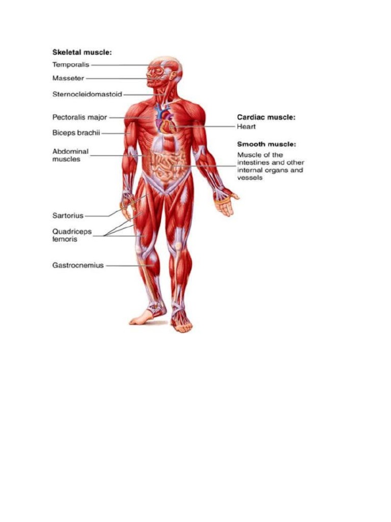Muscular System | PDF | Skeletal Muscle | Cardiac Muscle