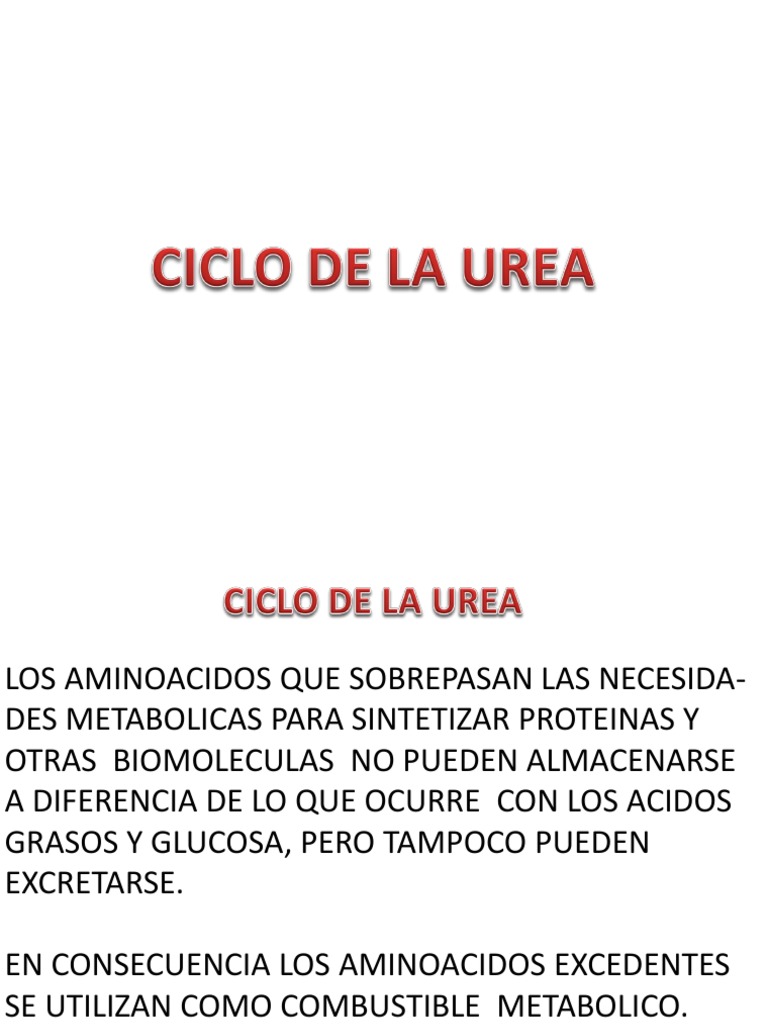 Ciclo de La Urea | PDF | Transaminasa | Biosíntesis