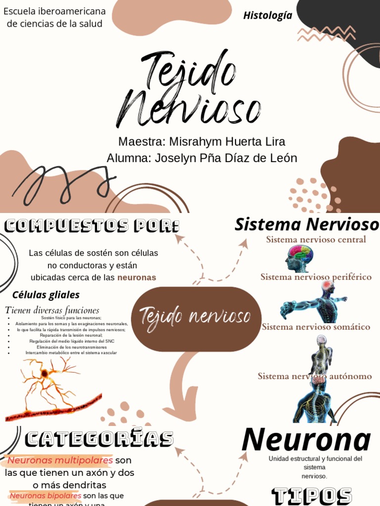 Tejido nervioso: Estructura y tipos de neuronas | PDF | Sistema ...