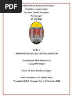 Ileo Meconial en Neonatos: Diagnóstico y Tratamiento | PDF | Tracto ...