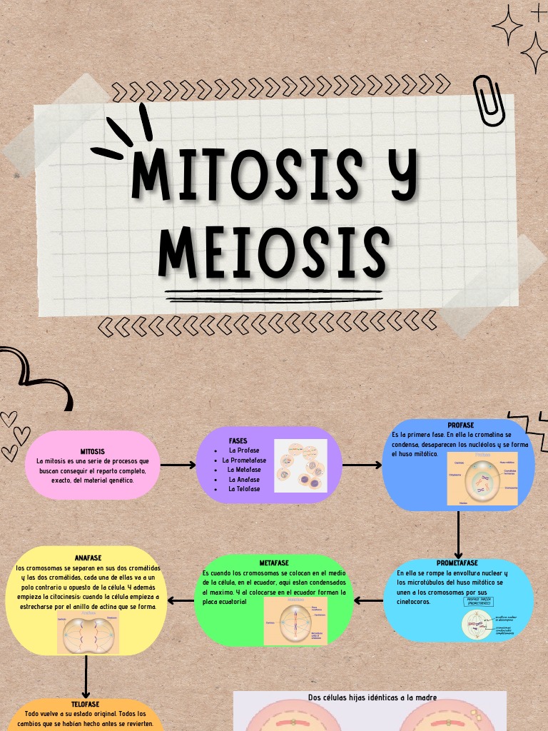 Mitosis y Meiosis | PDF | Mitosis | Anatomía Celular