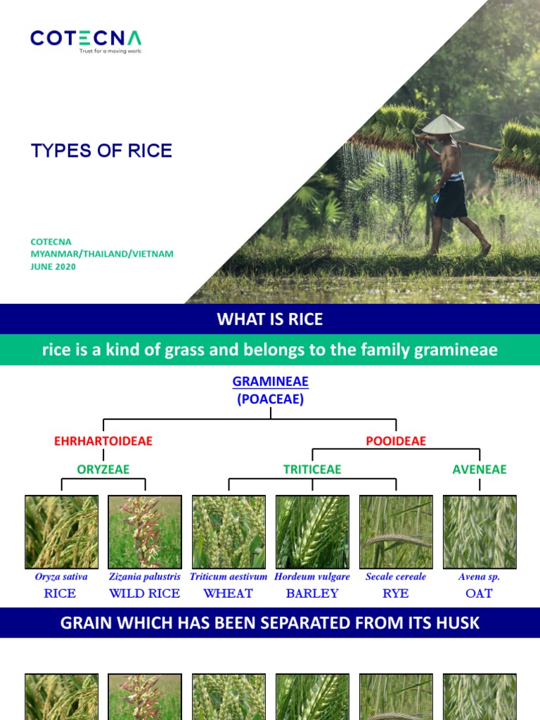Major Types of Rice Overview | PDF | Rice | Seed