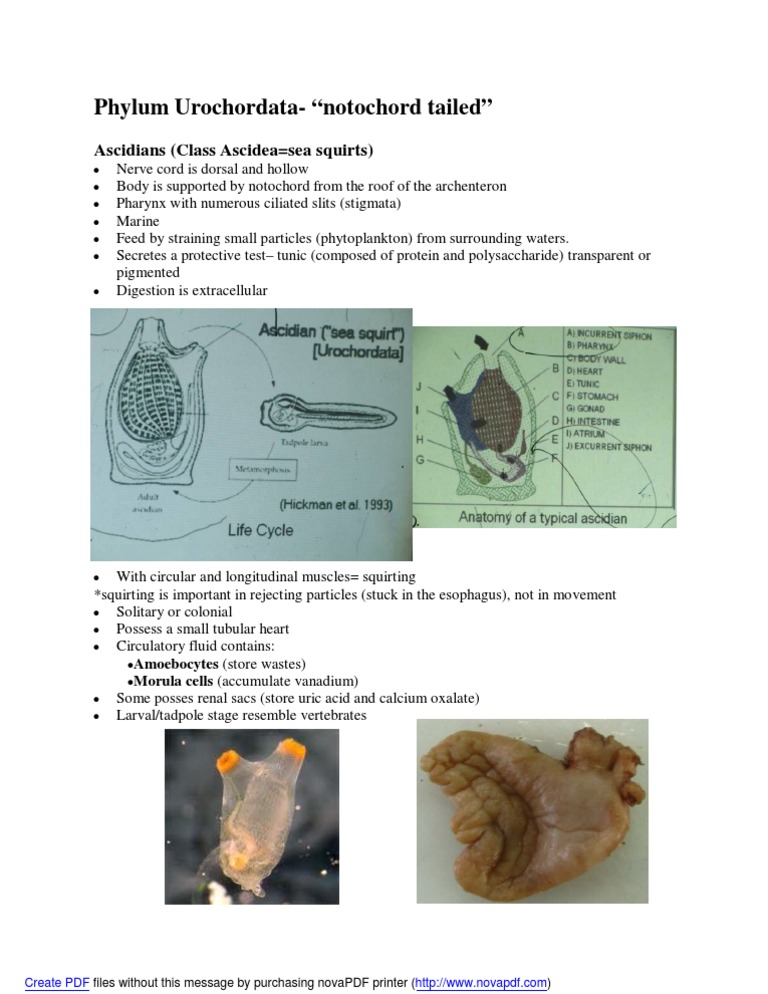 Subphylum Urochordata | PDF | Wellness