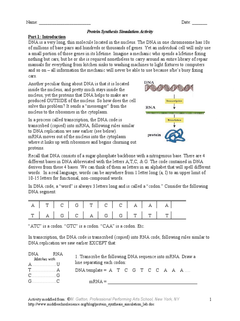 Protein Synthesis Simulation Activity Pdf Genetic Code Messenger Rna