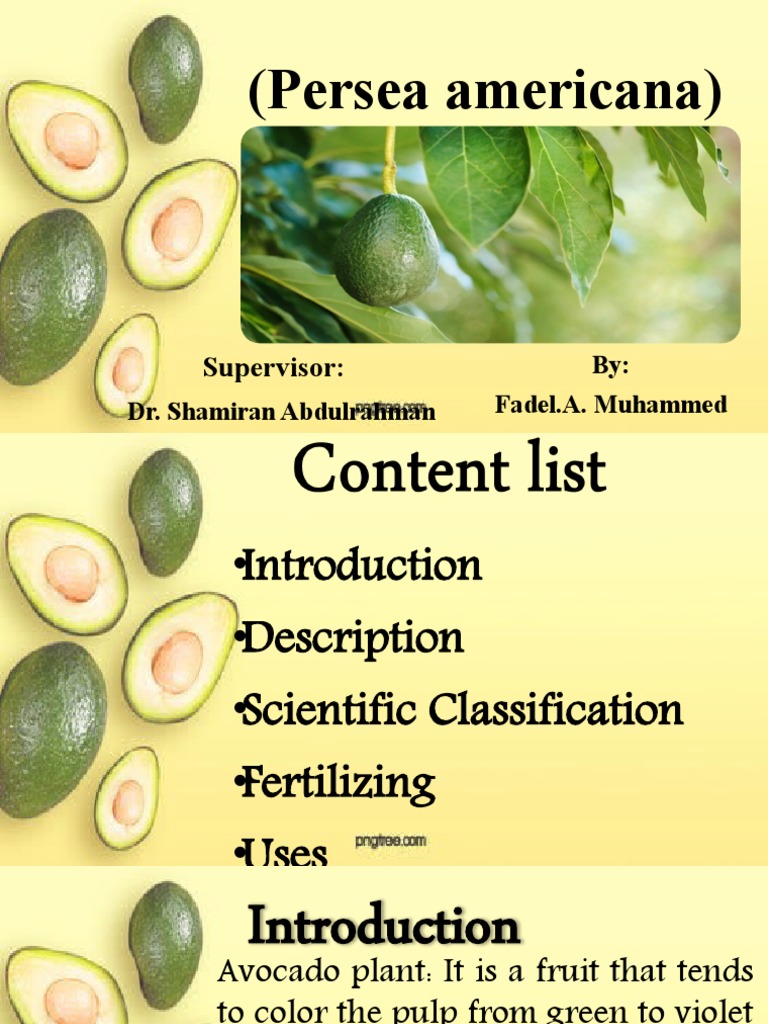 Avocado | PDF