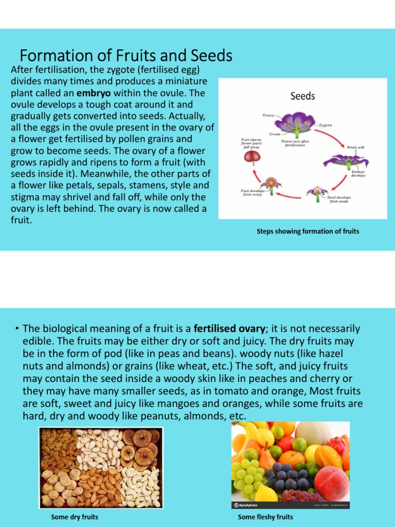 Formation of Fruits and Seeds | PDF