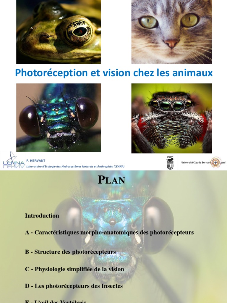 Cours Vision | PDF | Œil | Rétine