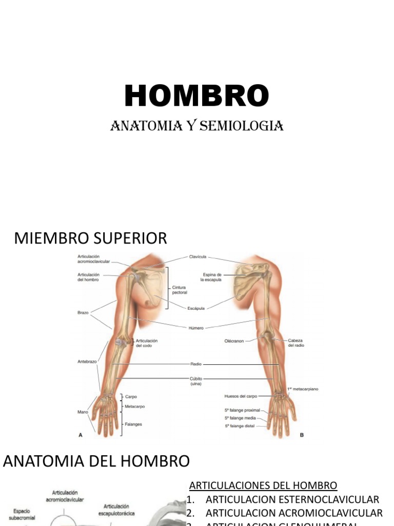 Anatomía y Semiología del Hombro | PDF | Hombro | Anatomía