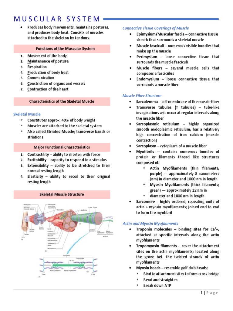 The Structure and Function of Skeletal Muscle: An In-Depth Look at the ...