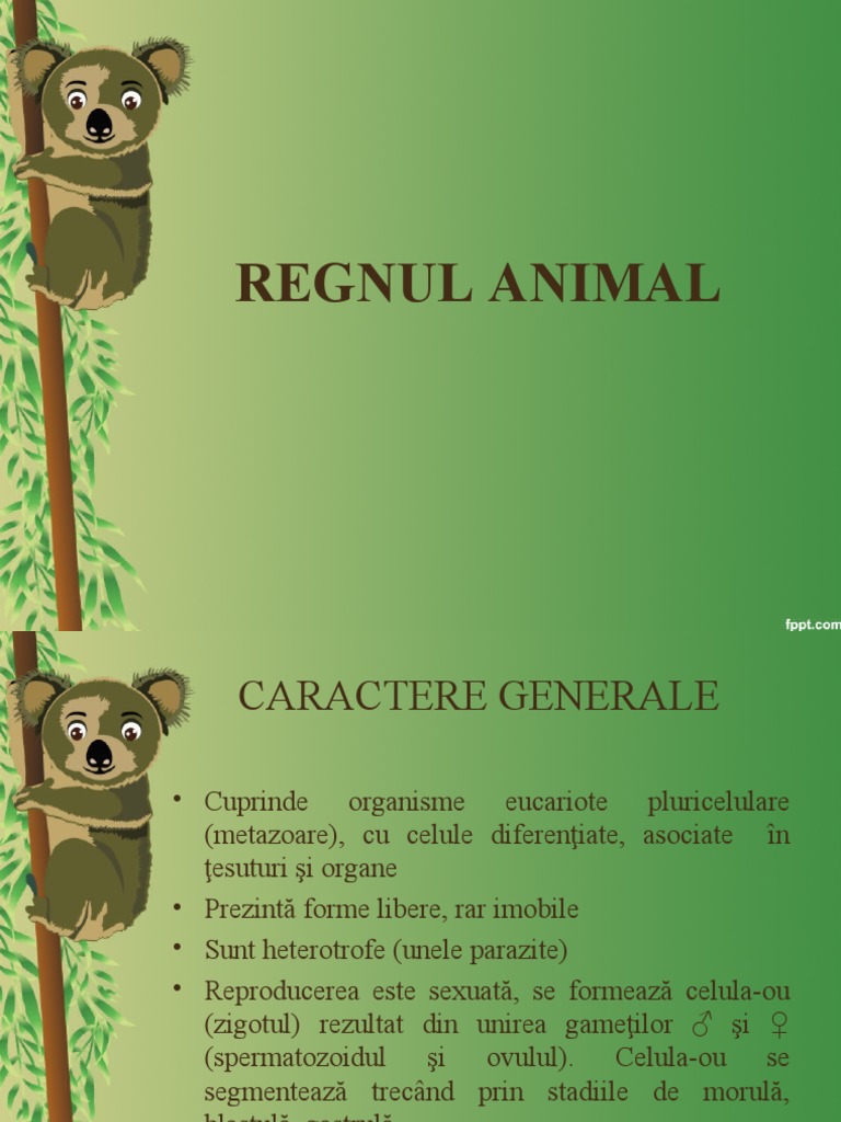 Regnul Animal | PDF