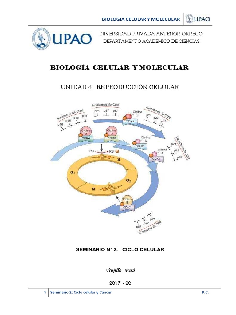 Niversidad Privada Antenor Orrego Biolog | PDF | Ciclo celular | Mitosis