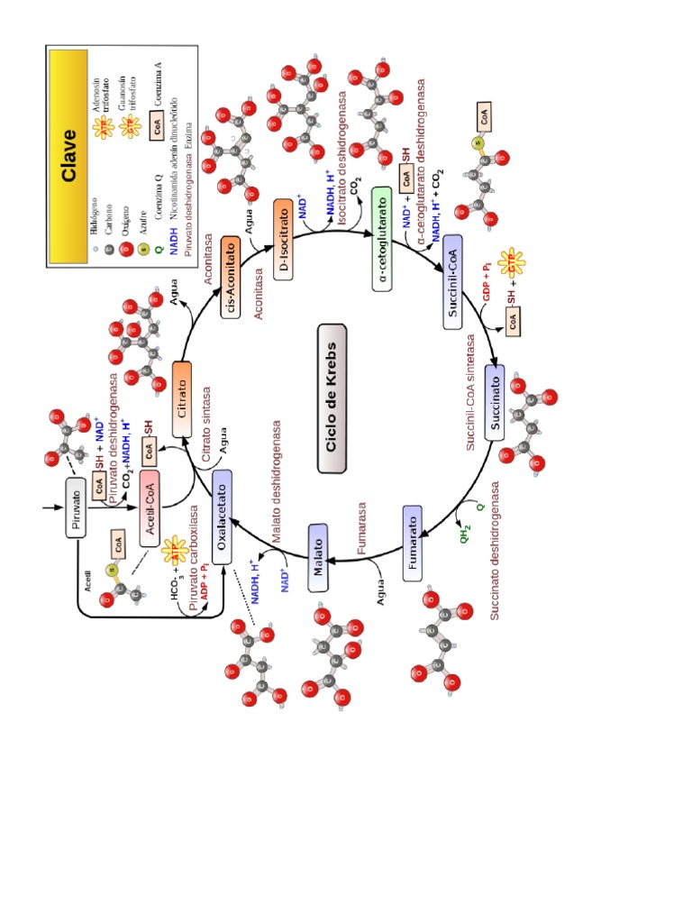 Ciclo de Krebs | PDF
