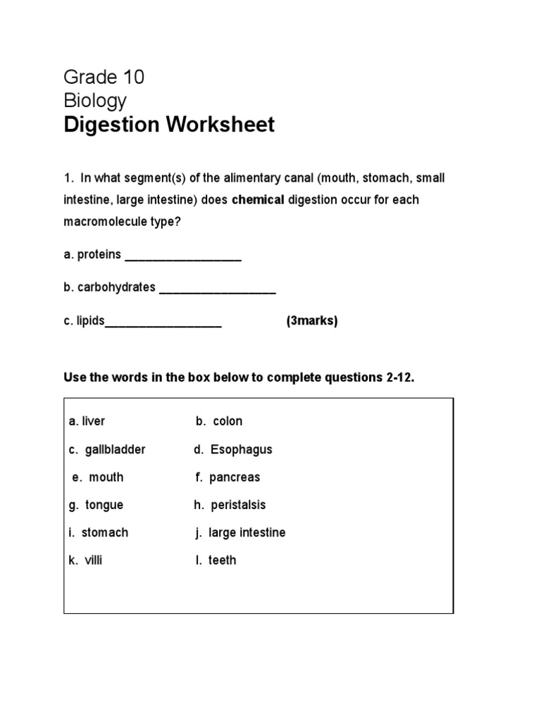 Digestion Worksheet - Grade 10 | PDF | Digestion | Gastrointestinal Tract