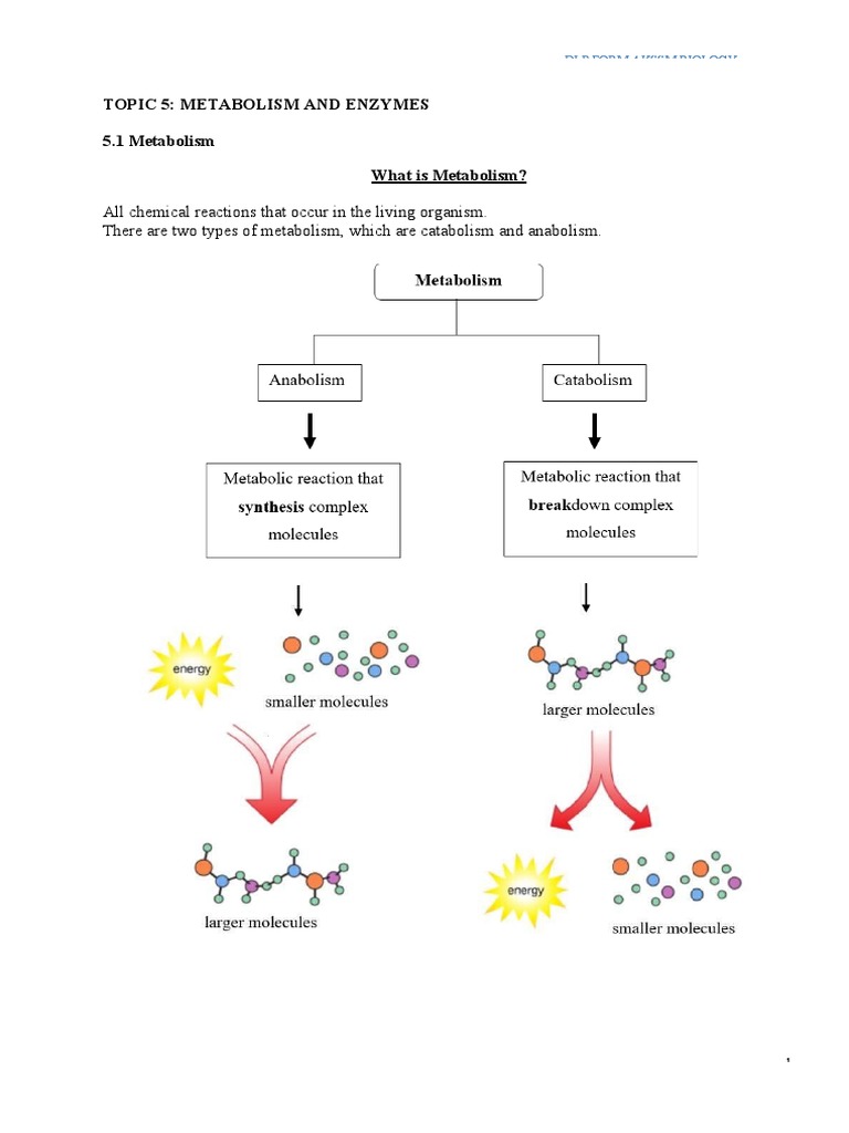 Bio F4 Bab 5 | PDF