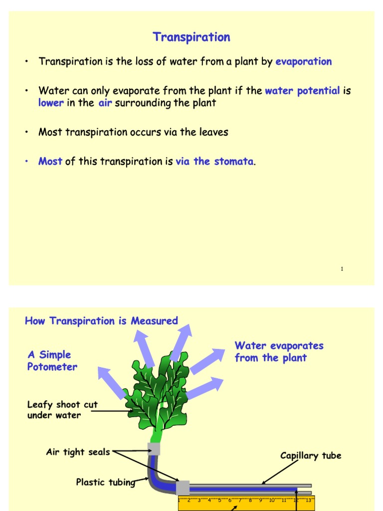 Transpiration | PDF | Stoma | Potassium