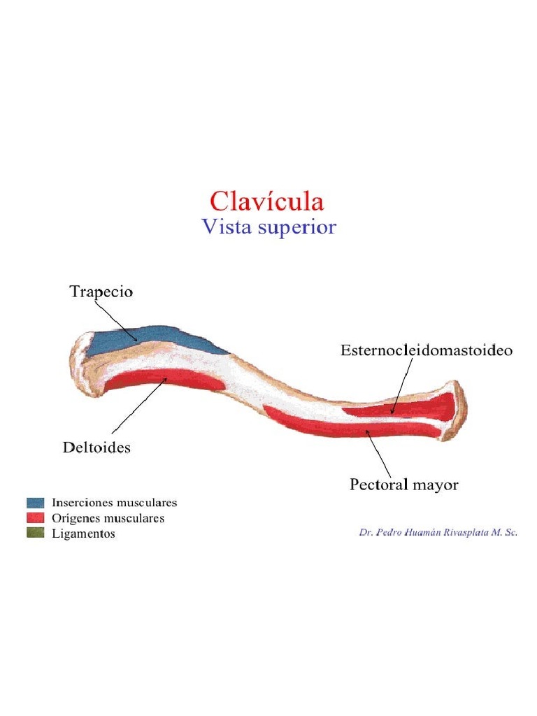 Clavícula | PDF