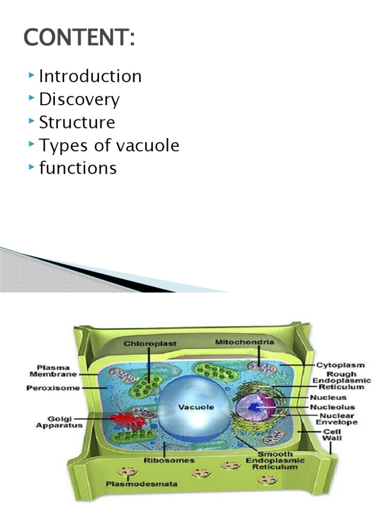 Vacuole 1 | PDF | Vacuole | Cell Biology