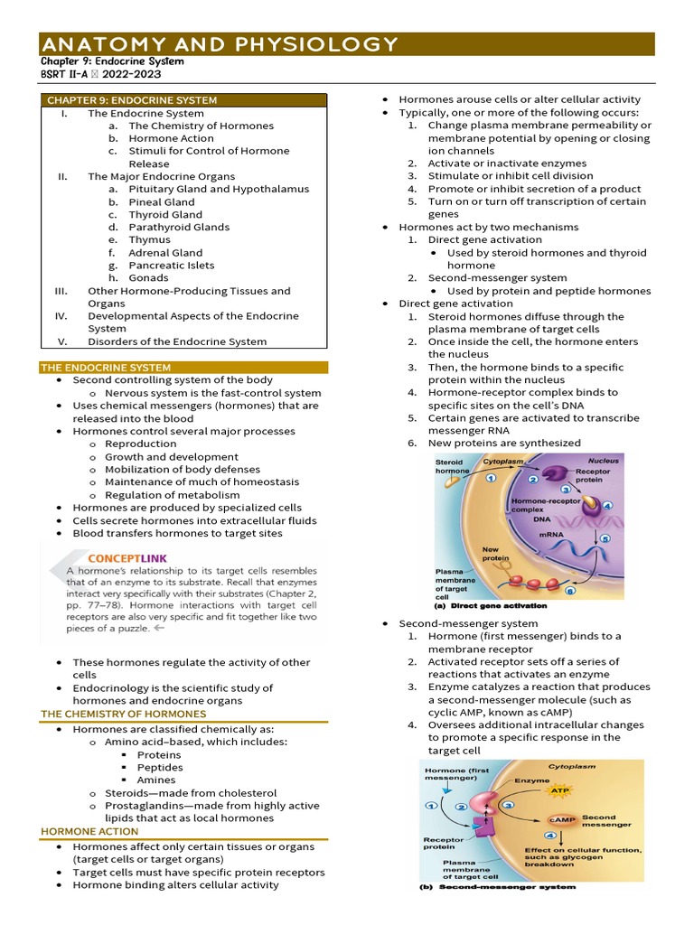 Chapter 9 | PDF | Endocrine System | Hormone