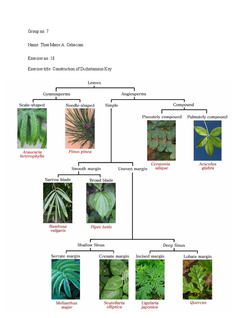 Bio 102L Exercise 18 - Construction of Dichotomous Key | PDF